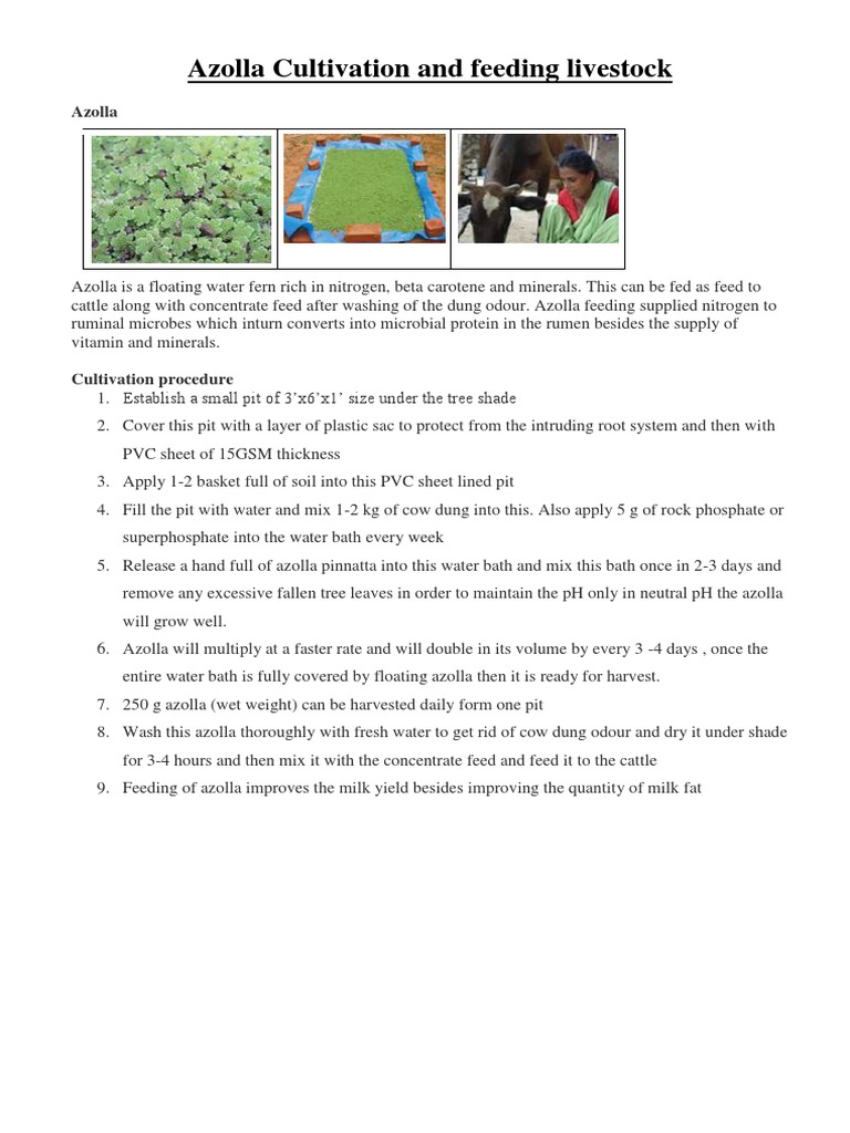 Azolla Cultivation and Livestock Feeding | PDF | Agriculture ...