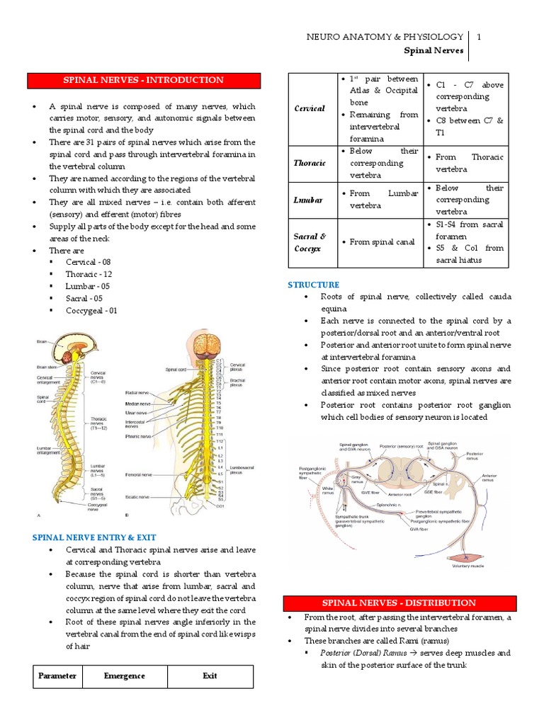 Understanding the Structure and Function of Spinal Nerves | PDF ...