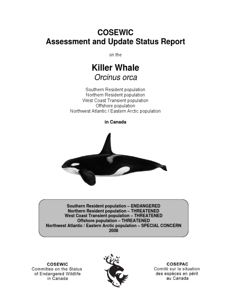SR Killer Whale 0809 e | Download Free PDF | Killer Whale | Cetacea