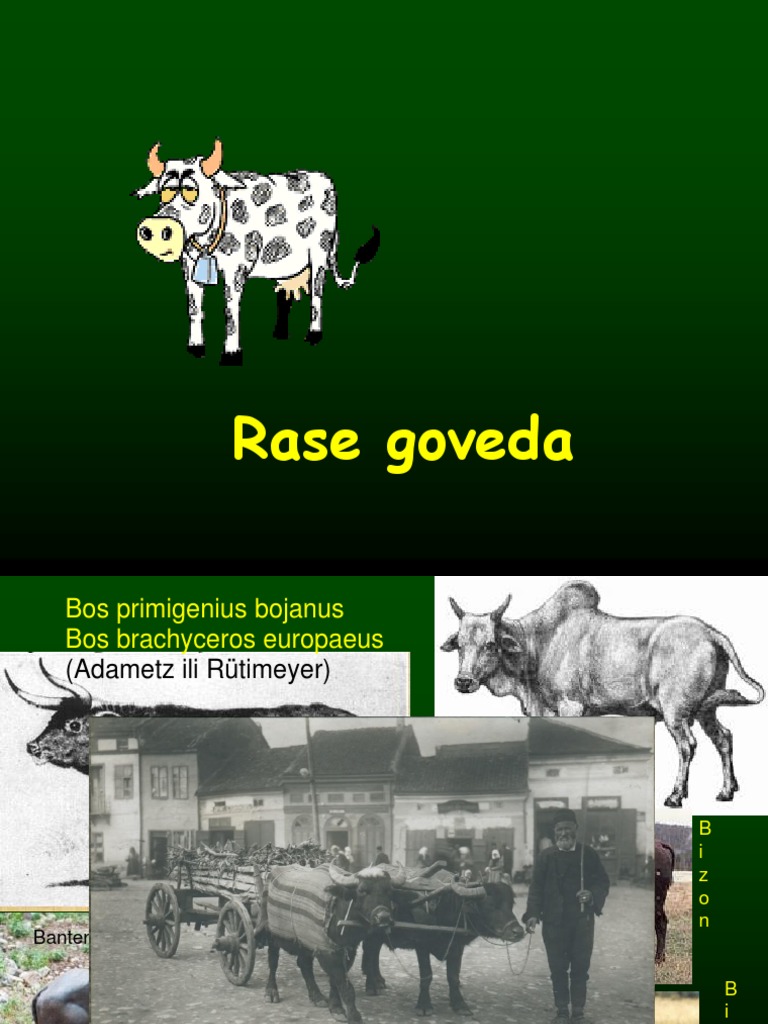 6 Rase Goveda | PDF