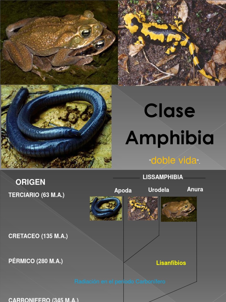 Clases y características de anfibios | PDF | Anfibio | Vena
