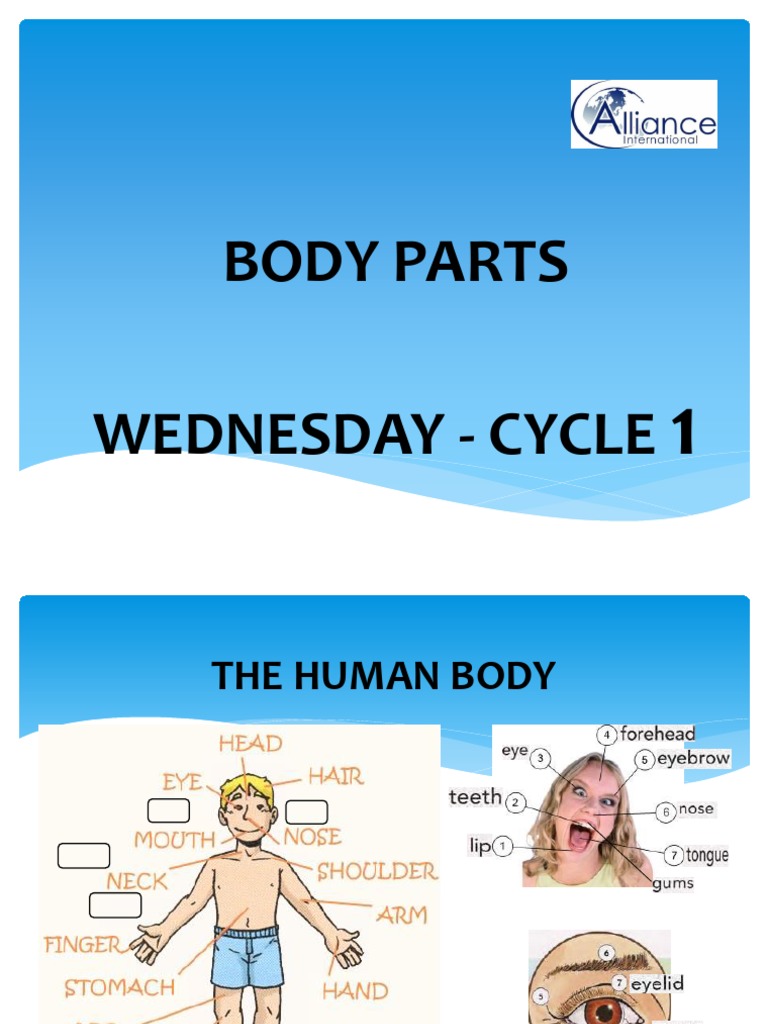 Cycle 1 Day 3 - Body Parts | PDF