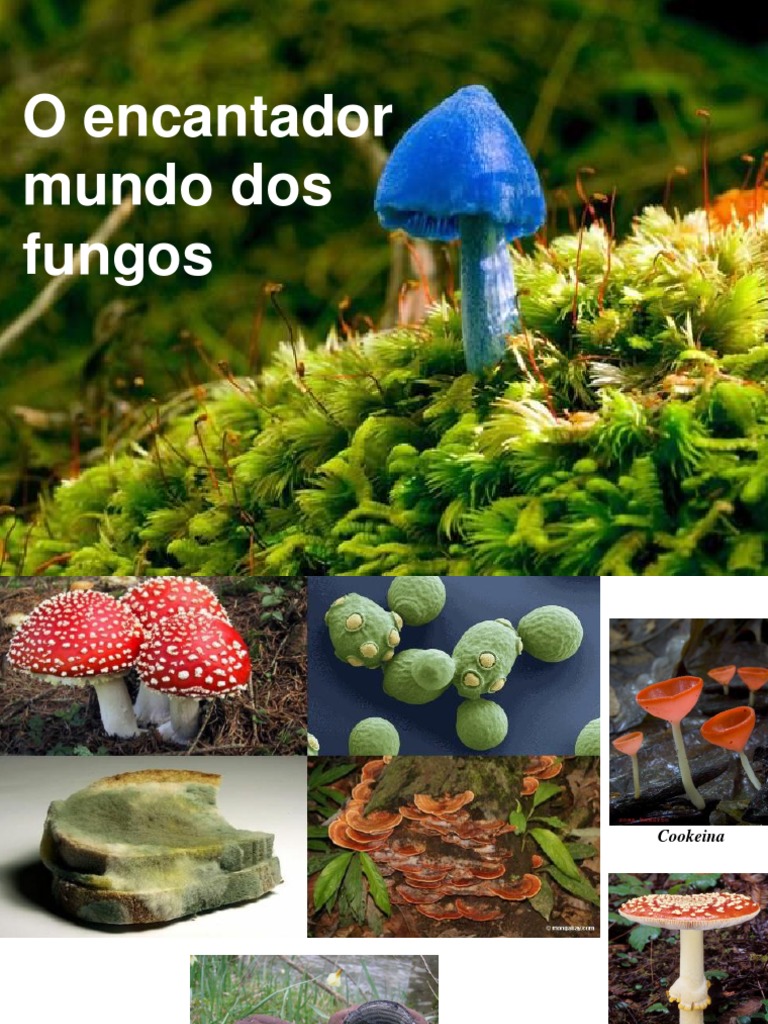 AULA 11 - Filo Microsporidia, Quitridios e Zigomicetos | PDF | Fungo ...