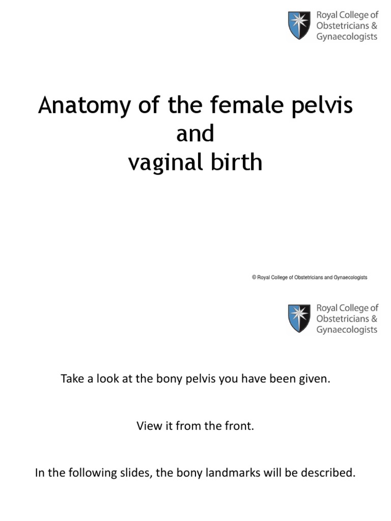 Anatomy of The Female Pelvis and Vaginal Birth | PDF | Pelvis ...