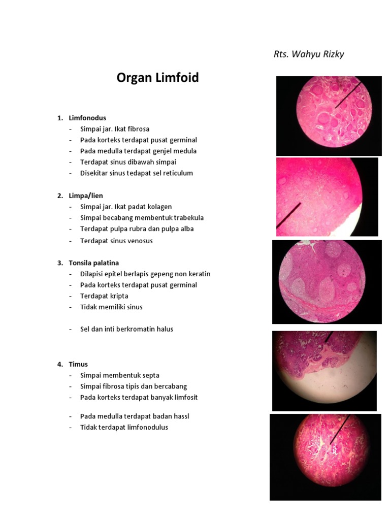 Organ Limfoid Print | PDF