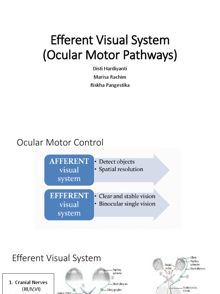 Efferent Visual System (Ocular Motor Pathways) | PDF | Visual System ...