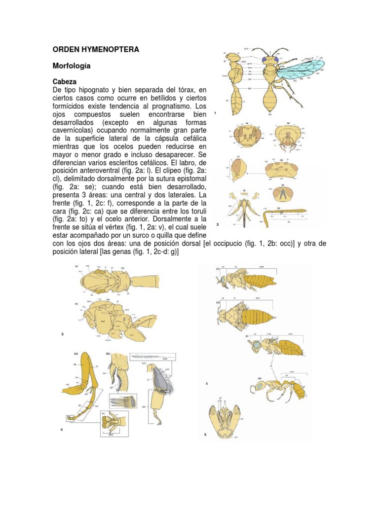Morfología, fases de desarrollo y importancia de los himenópteros | PDF ...