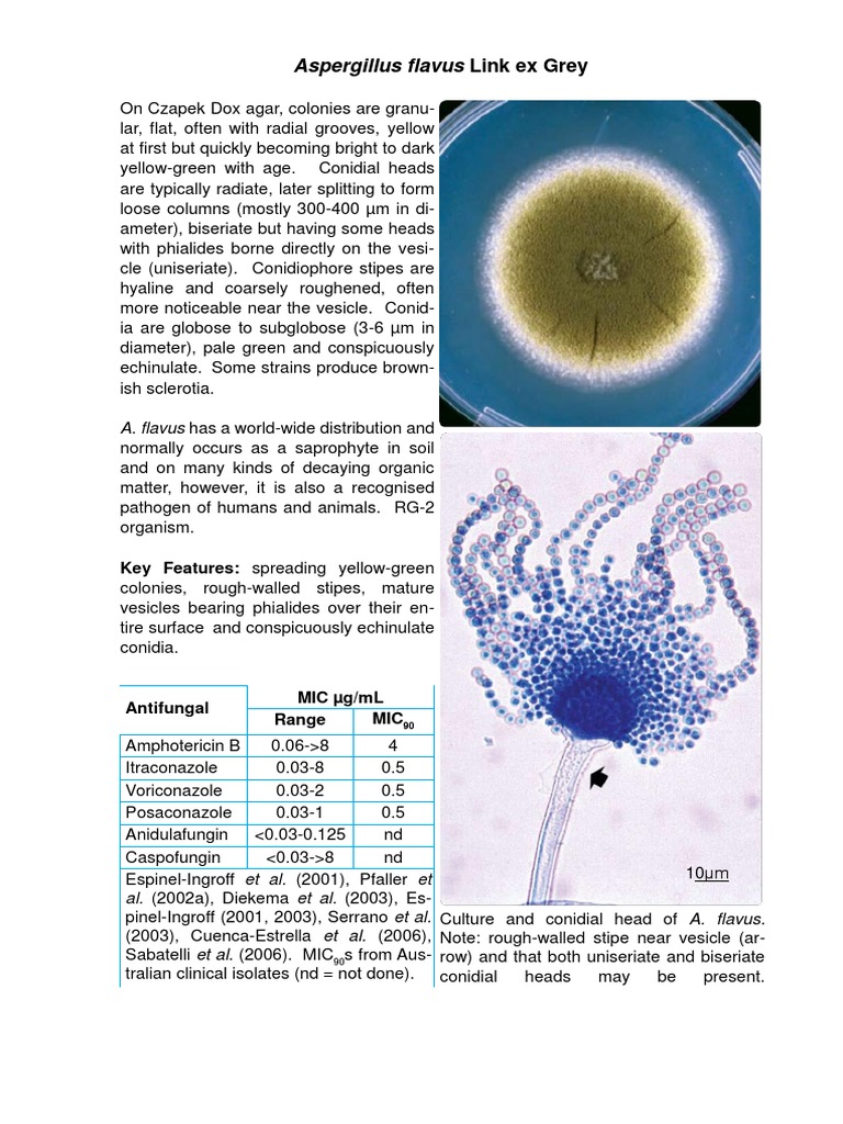 Morfologi Lengkap Aspergillus Flavus | PDF | Aspergillus | Fungus