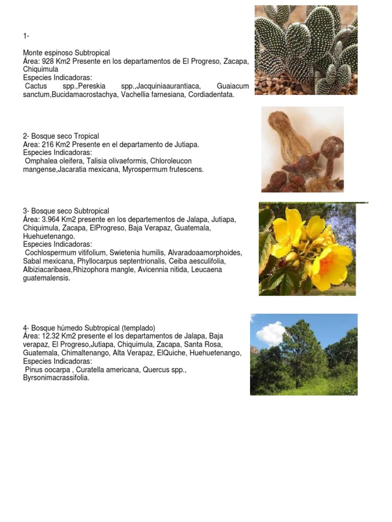 14 Formas de Vida de Guatemala | PDF | Arboles | Forma de vida vegetal