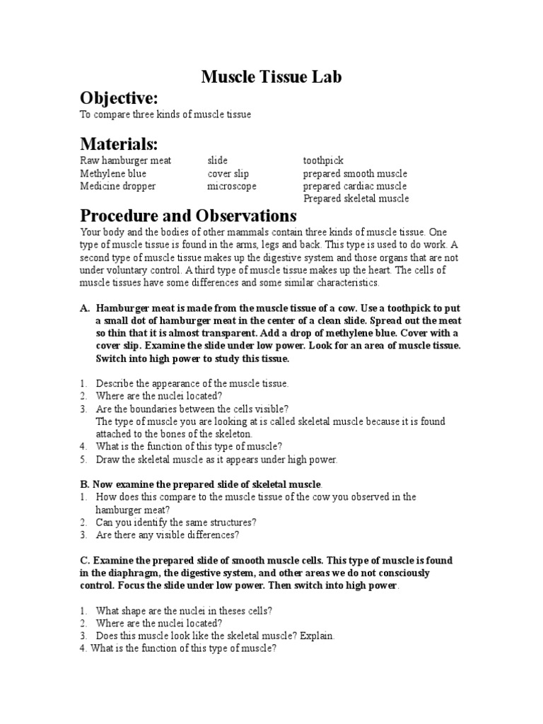 Muscle Tissue Lab | Download Free PDF | Muscle | Tissue (Biology)