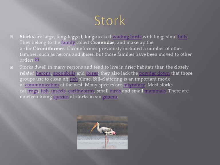 Stork | PDF