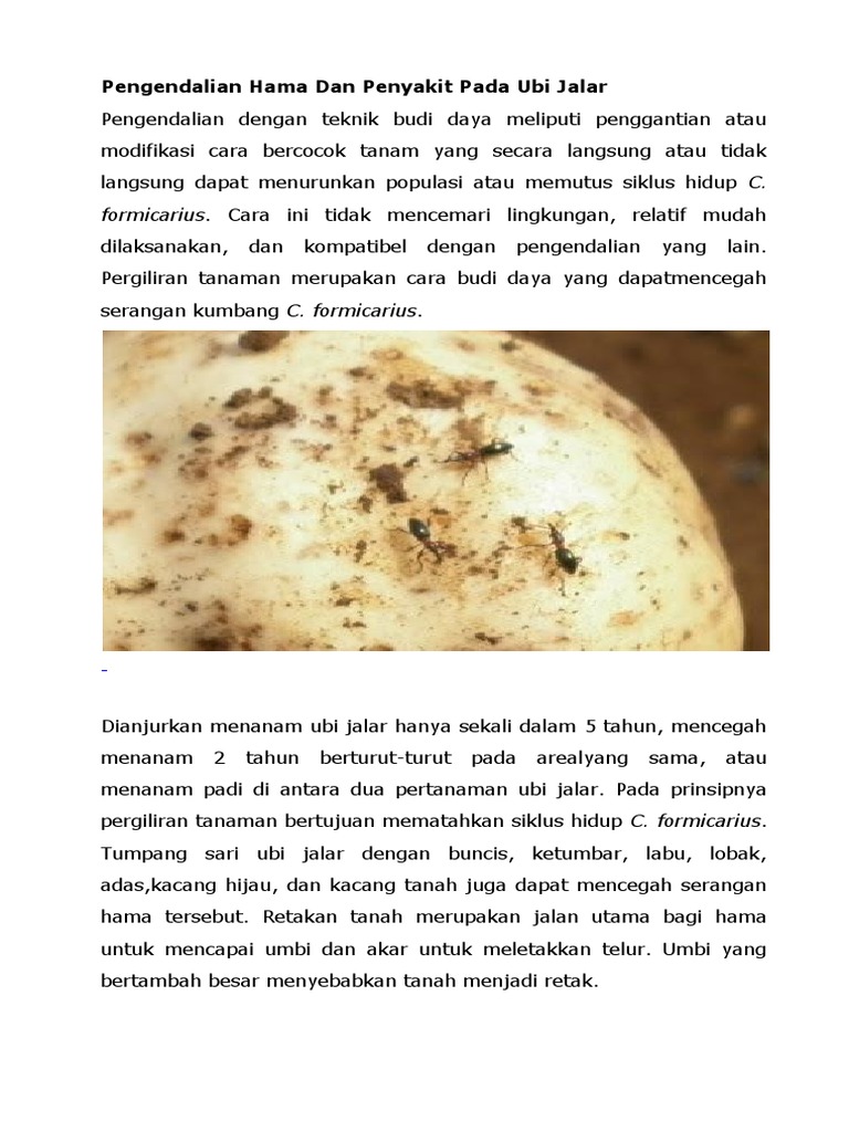 Pengendalian Hama Utama Tanaman Ubi Jalar | PDF