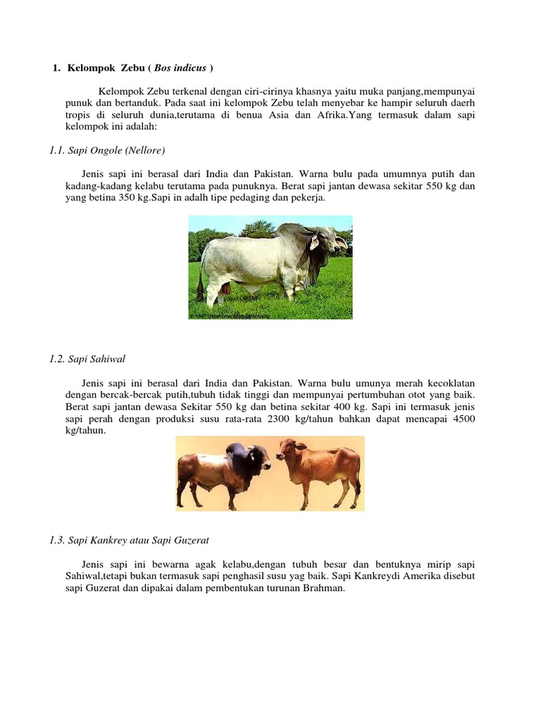 Sapi | PDF | Memasak, Makanan, & Anggur | Griya & Taman