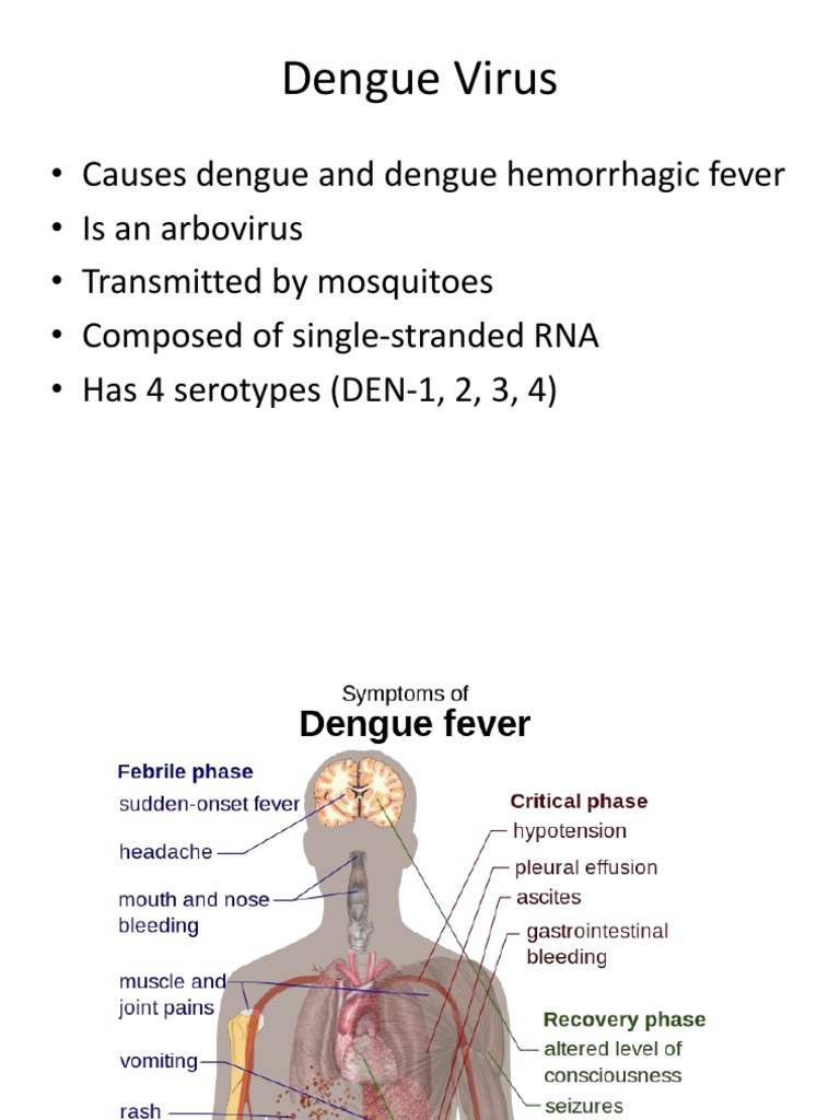 Dengue Virus and Encephalitis Insights | PDF