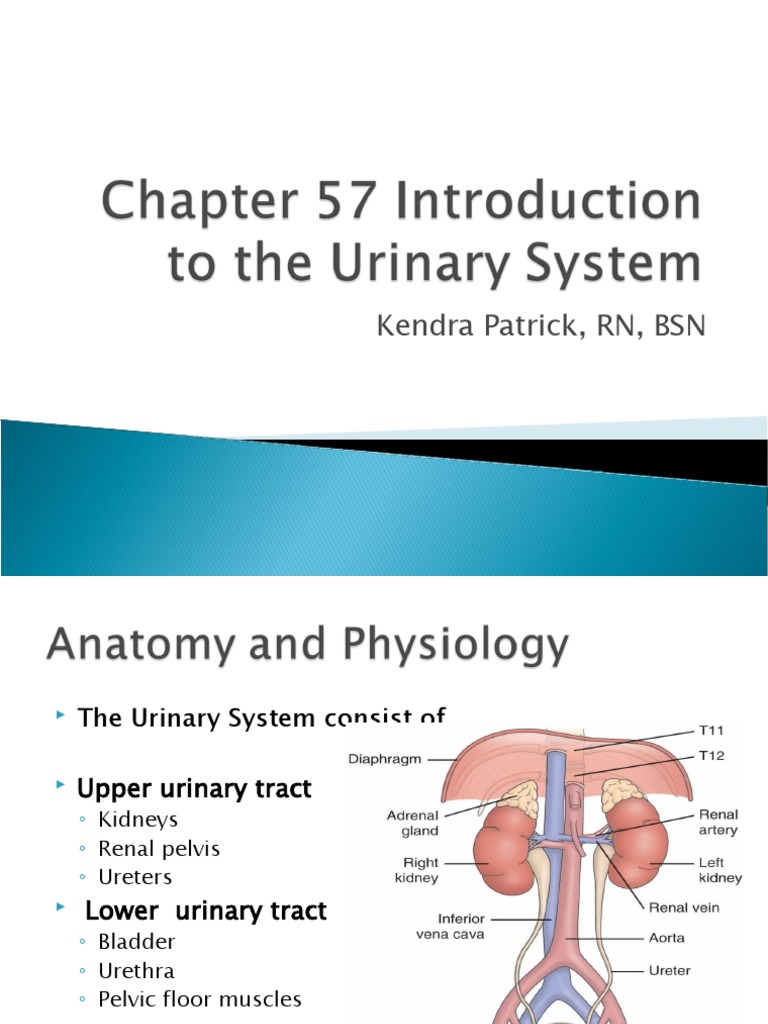 Urinary System Anatomy & Tests | PDF | Kidney | Medical Tests