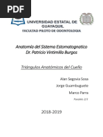 Triangulo de Farabeuf | PDF | Anatomía humana | Cabeza y cuello humanos