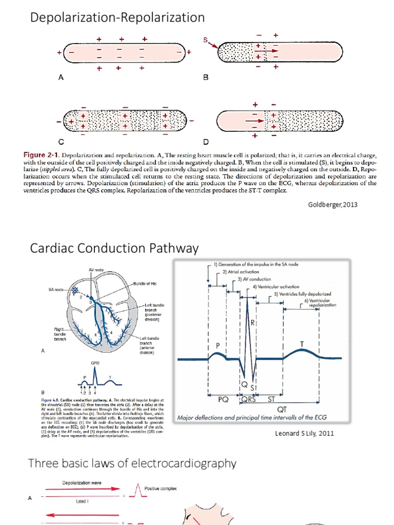 Depolarization-Repolarization: Goldberger, 2013 | PDF