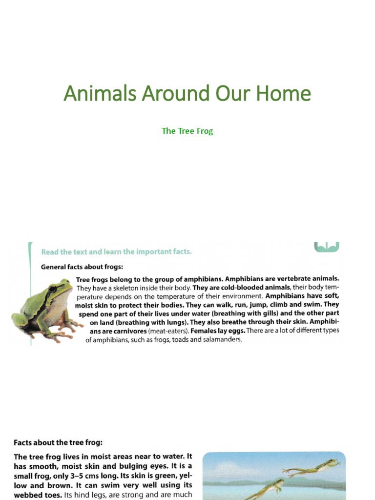Animals Around Our Home: The Tree Frog | PDF | Amphibian