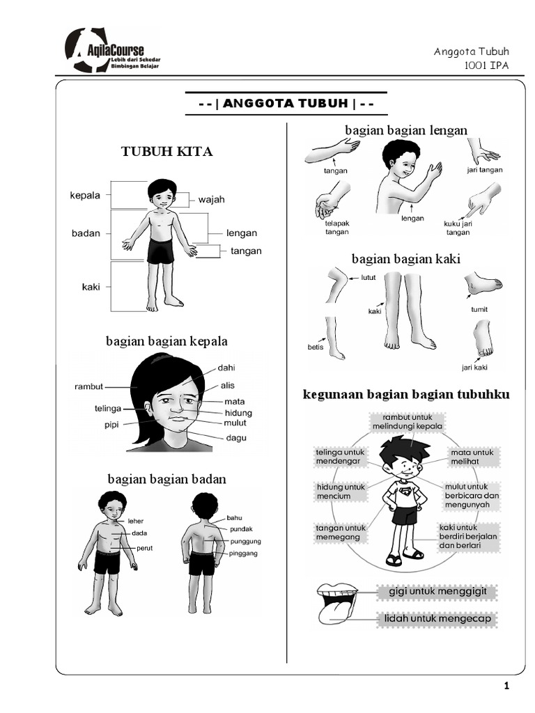 Modul Bimbel Kelas 1 KTSP 1001 IPA Bab 1 Anggota Tubuh | PDF