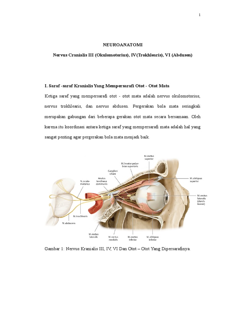 Neuroanatomi | PDF