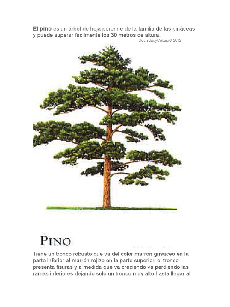 El Pino | PDF