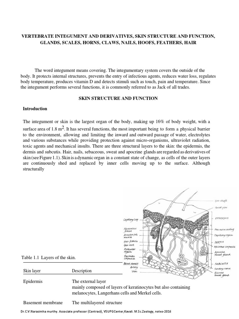 Vertebrate Integument and Derivatives | PDF | Skin | Epidermis