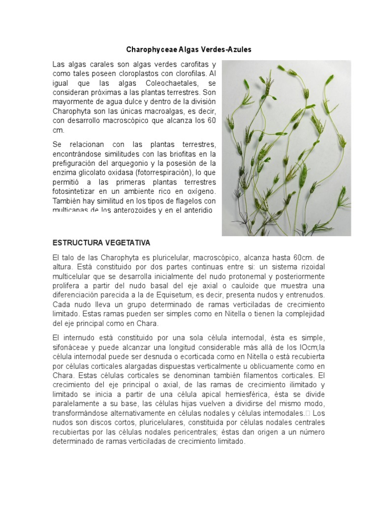 Estructura y hábitat de Charophyta | PDF | Eucariotas | Plantas