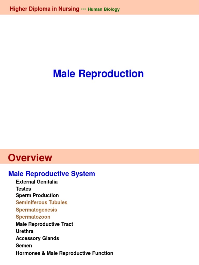 Lecture 22 Male and Female Reproductive Systems | PDF | Menstrual Cycle ...