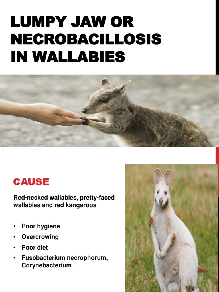 Lumpy Jaw in Wallabies | PDF | Drugs | Medical Specialties