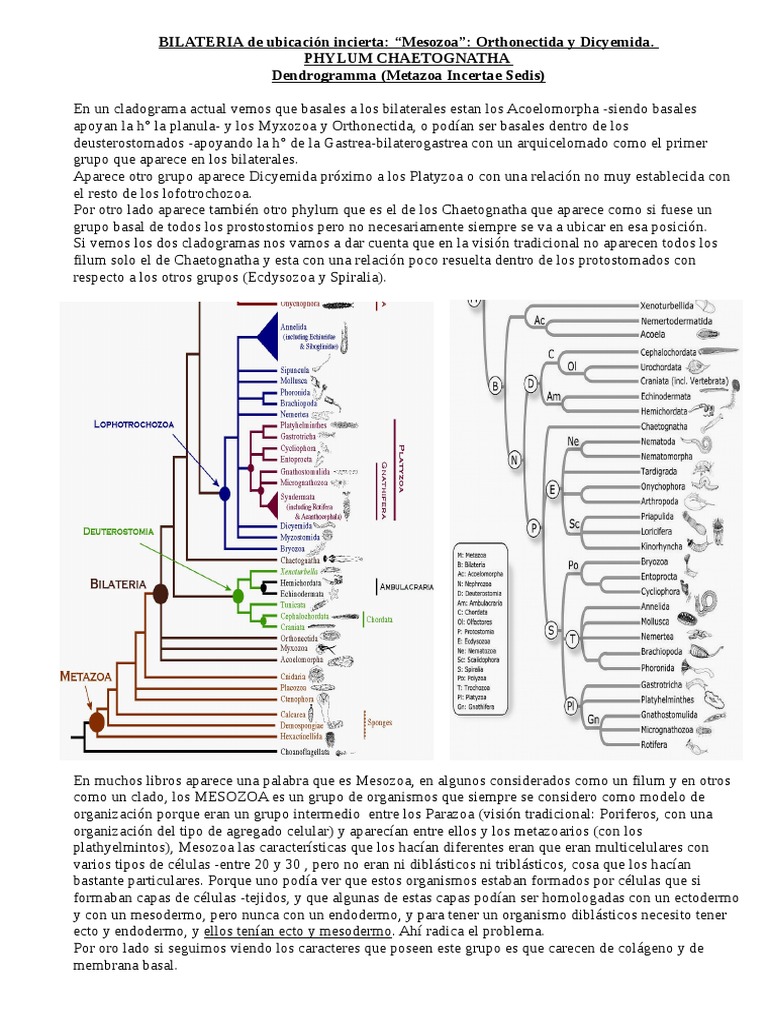Mesozoa Orthonectida y Dicyemida. | Biología Celular) | Reproducción
