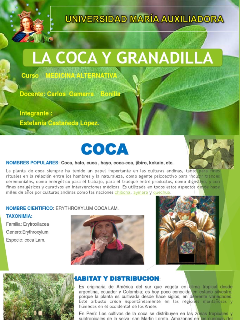 Beneficios de la coca y la granadilla para la salud según la medicina ...
