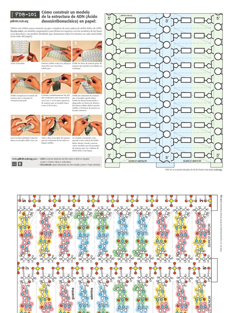 DNA Model Espanol | Adn | Biofísica Molecular | Prueba gratuita de 30 ...