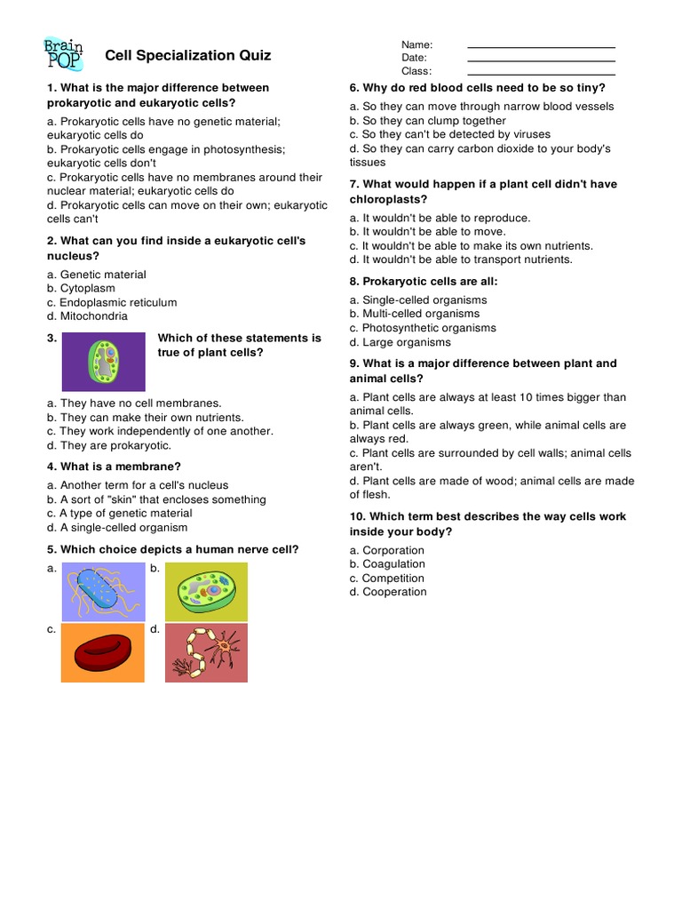 Cell Specialization | Download Free PDF | Eukaryotes | Cell (Biology)