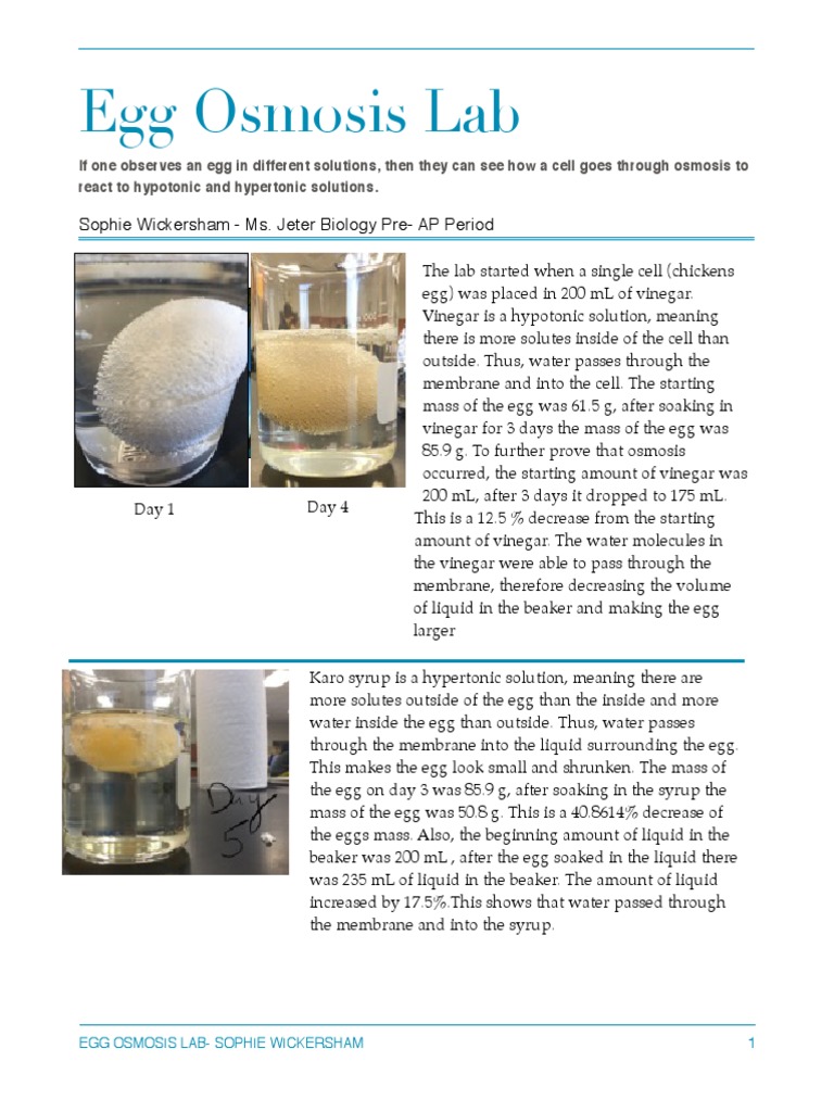 Egg Osmosis Lab | PDF | Osmosis | Solution
