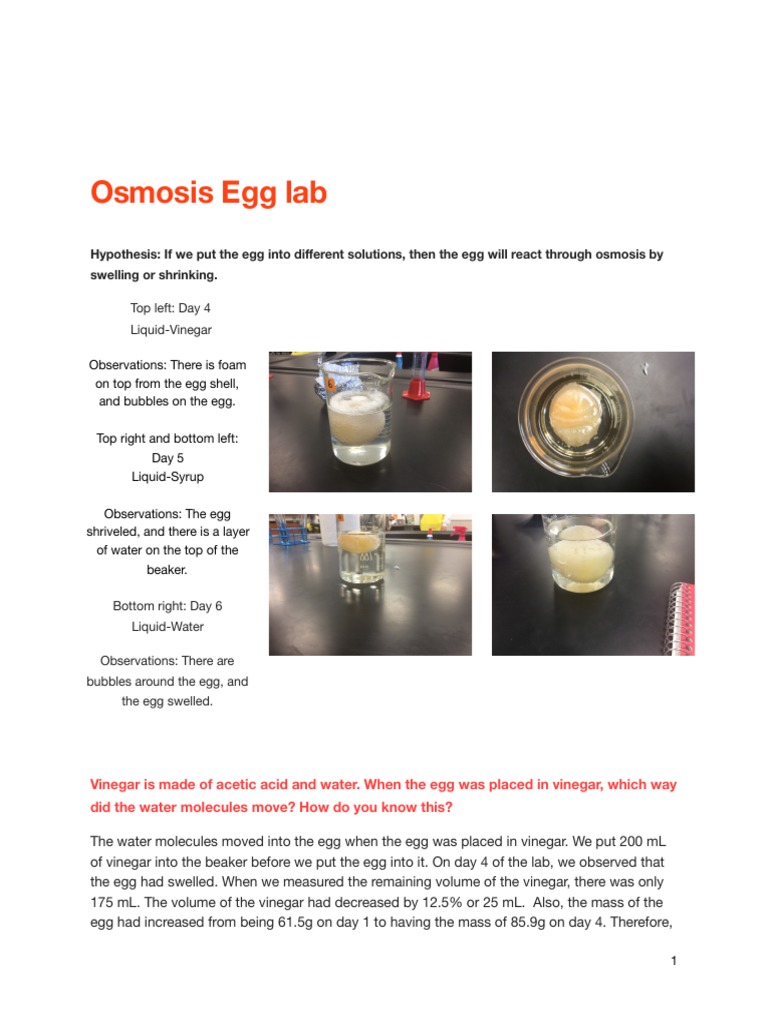 Osmosis Egg Lab | Download Free PDF | Osmosis | Soft Matter
