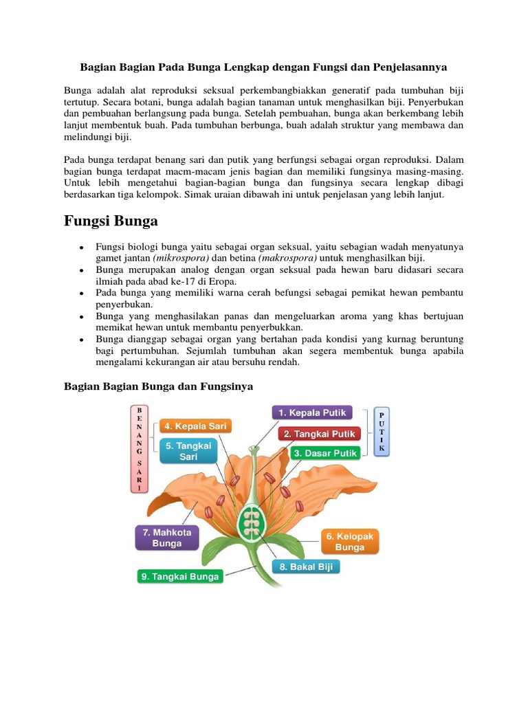 Bagian Bagian Pada Bunga Lengkap Dengan Fungsi Dan Penjelasannya | PDF