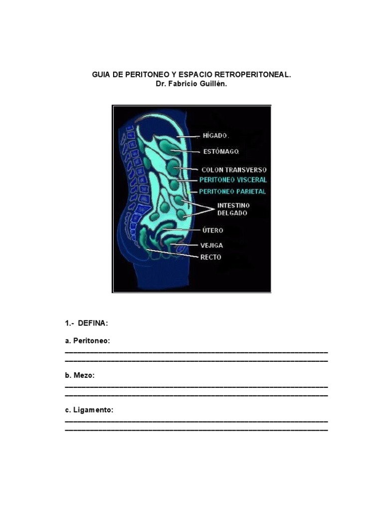 Guias Peritoneo | PDF | Abdomen | Anatomia animal