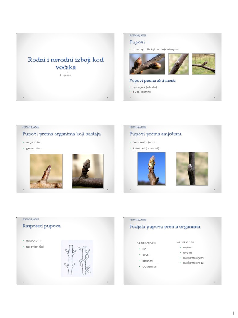 02 - Rodni I Nerodni Izboji Vocaka - U Boji | PDF