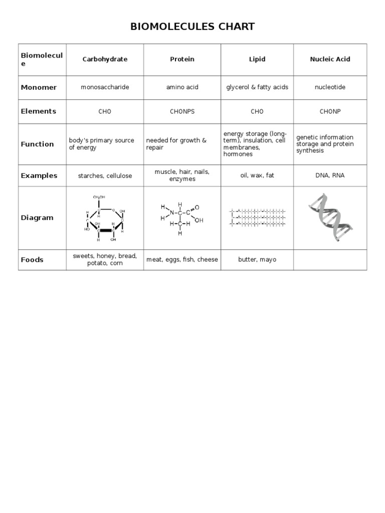 Biomolecules Overview for Students | PDF