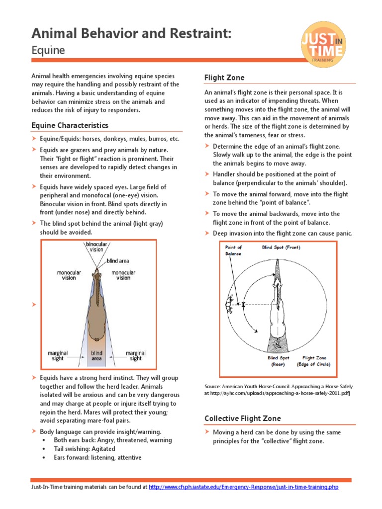 08 Animal Behavior Restraint Equine HANDOUT | PDF | Horses | Equus