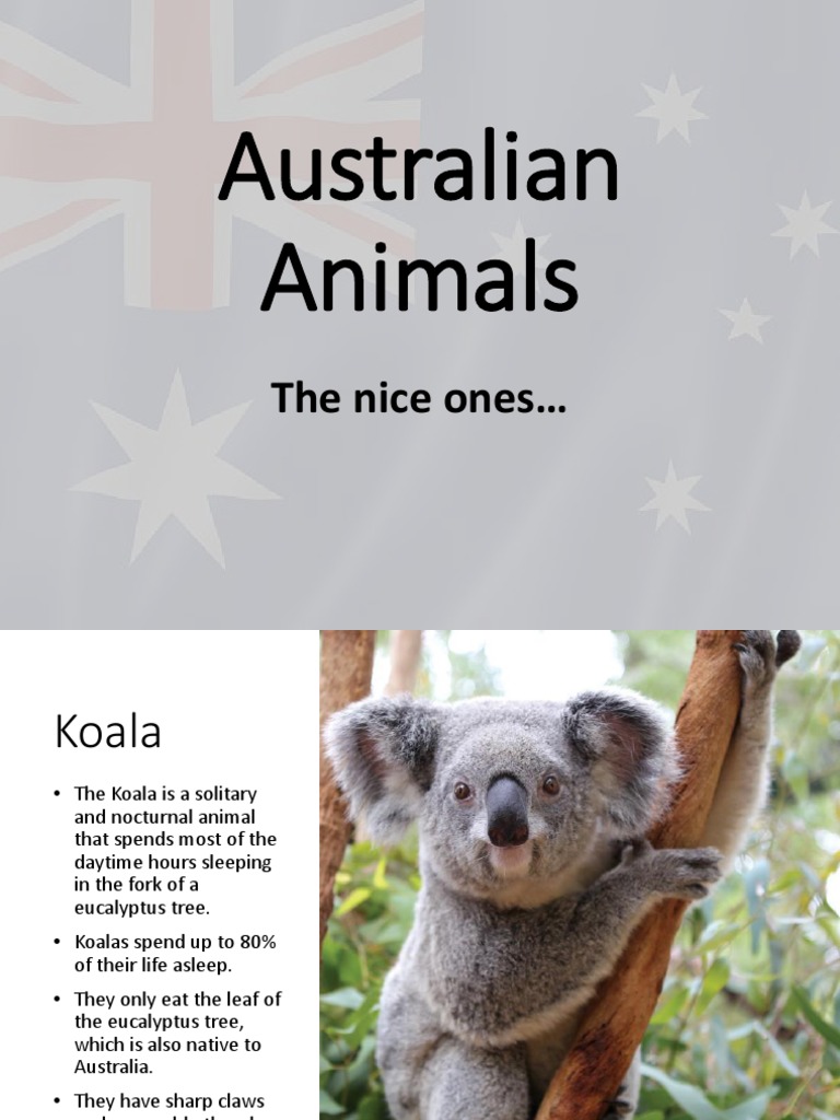 An Introduction to Australia's Unique and Iconic Animals | PDF ...