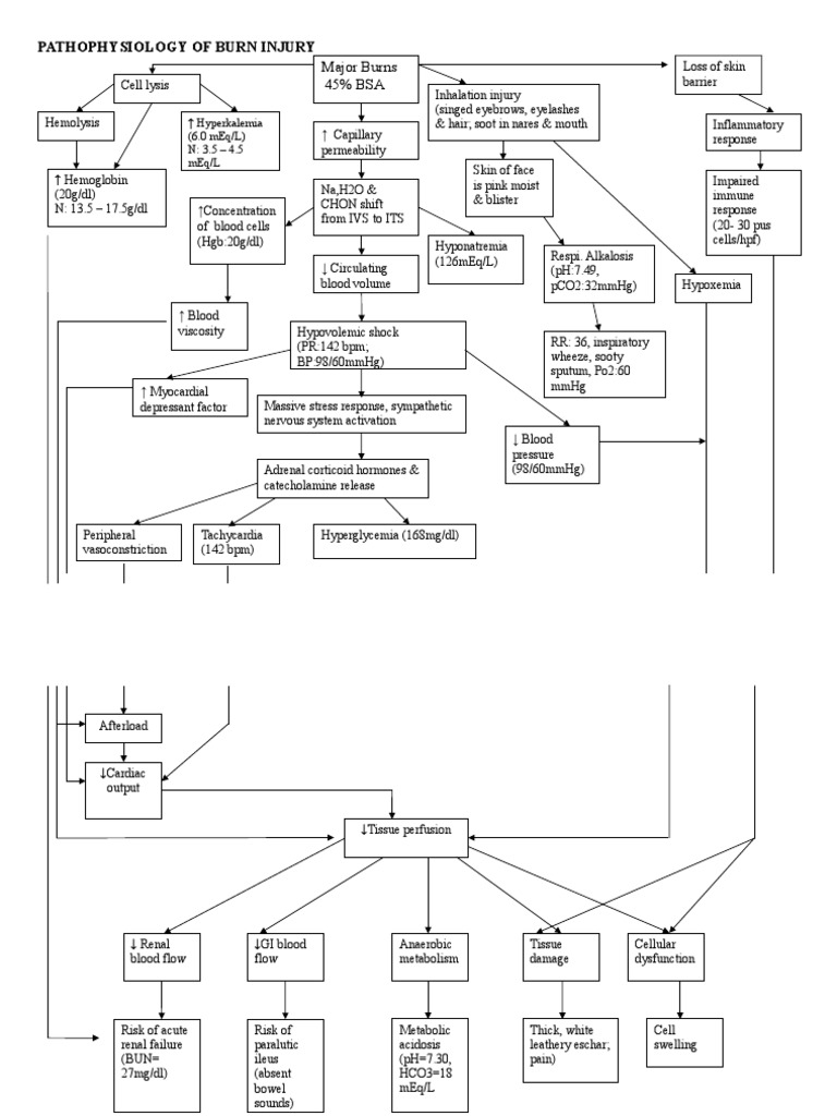 Burn Pathophysiology | PDF | Shock (Circulatory) | Animal Anatomy