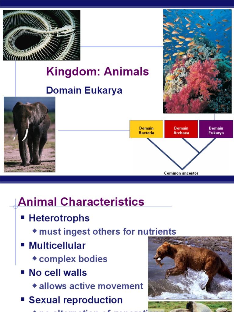 Kingdom: Animals: Domain Eukarya | Download Free PDF | Invertebrate ...
