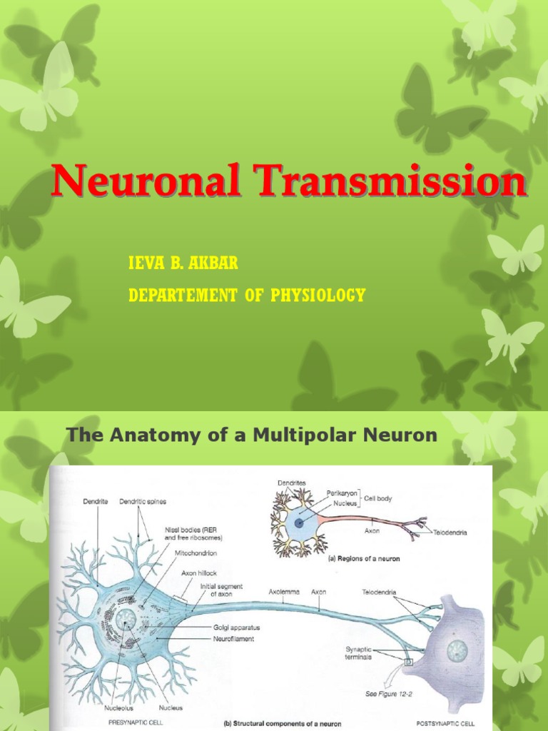 Neuronal Transmission (Prof. Ieva) | PDF | Chemical Synapse | Action ...