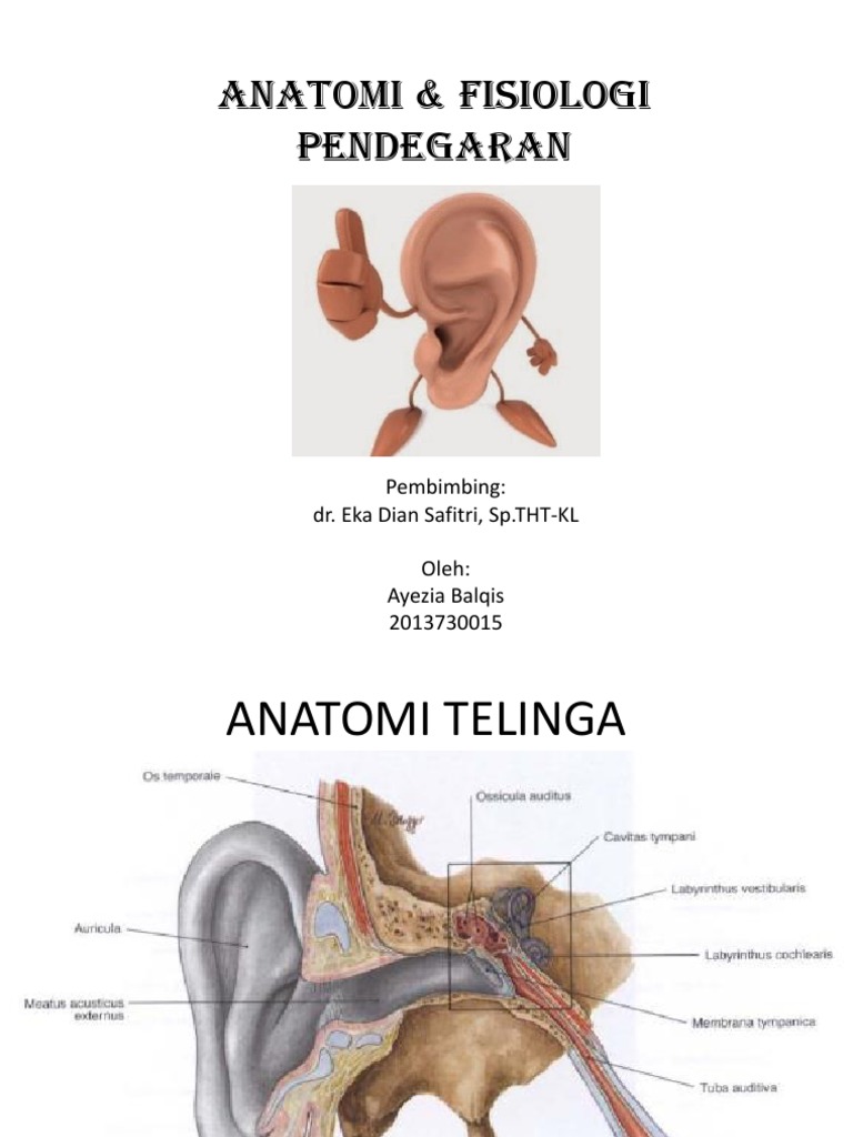 Anatomi Fisiologi Pendengaran | PDF | Sains & Matematika