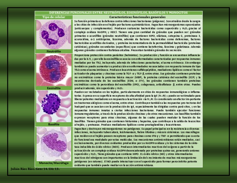 DIFERENCIAS FUNCIONALES ENTRE NEUTRÓFILOS, EOSINÓFILOS, BASÓFILOS Y ...
