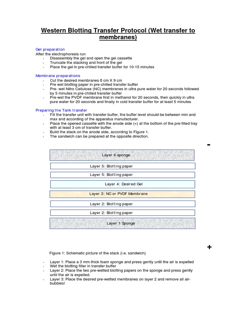 Western Blotting Transfer Protocol (Wet Transfer To Membranes) | PDF ...