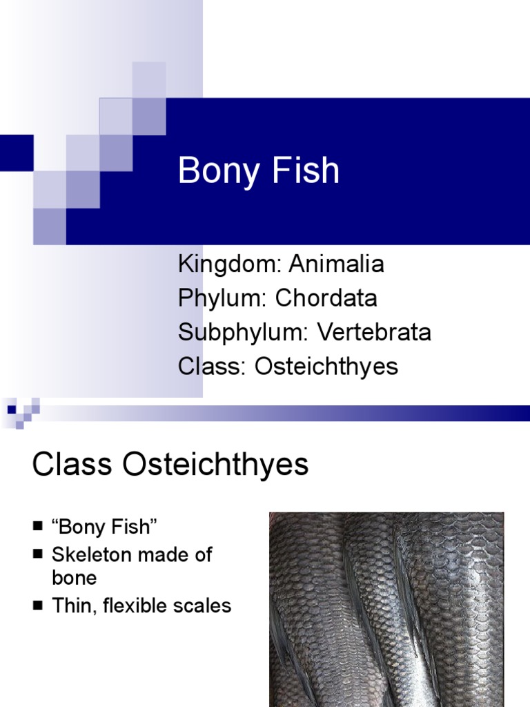 Bony Fish: Kingdom: Animalia Phylum: Chordata Subphylum: Vertebrata ...