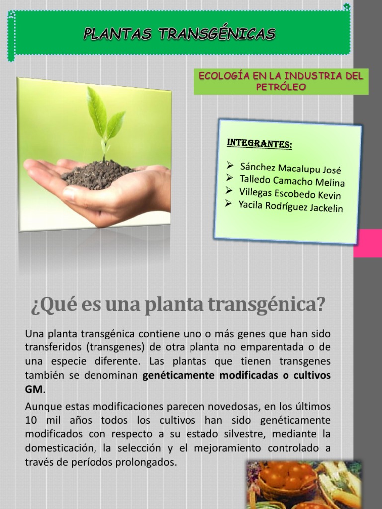 Plantas Transgénicas | PDF | Organismo genéticamente modificado | Gene