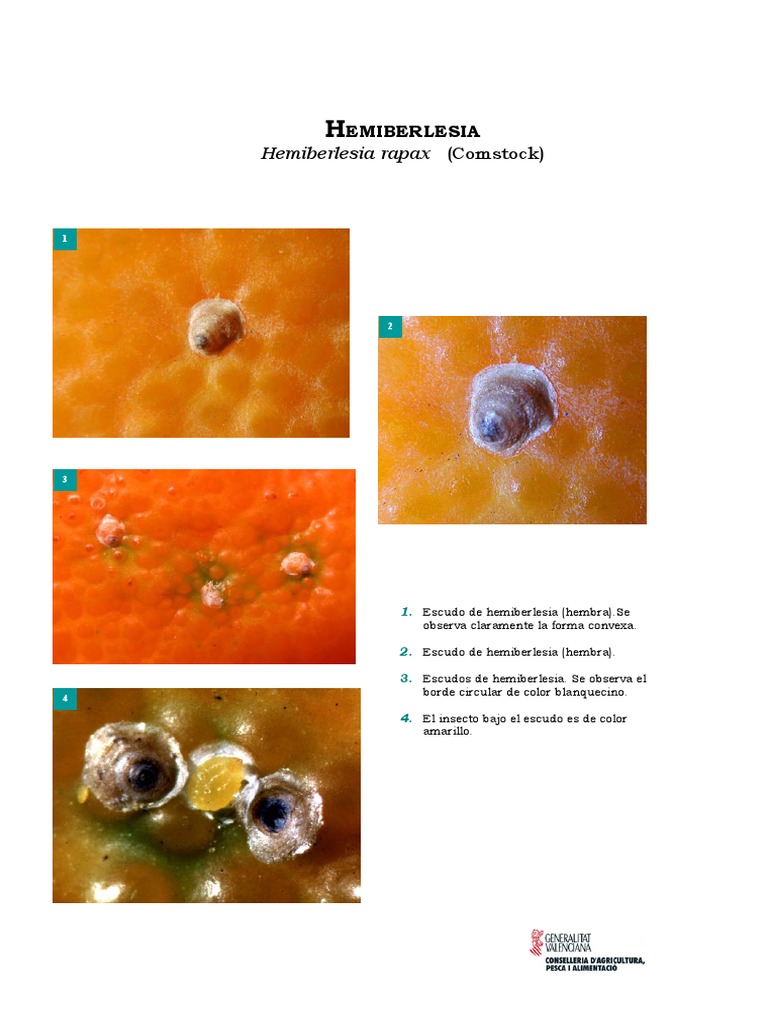 F Hemiberlesia | PDF | Naturaleza